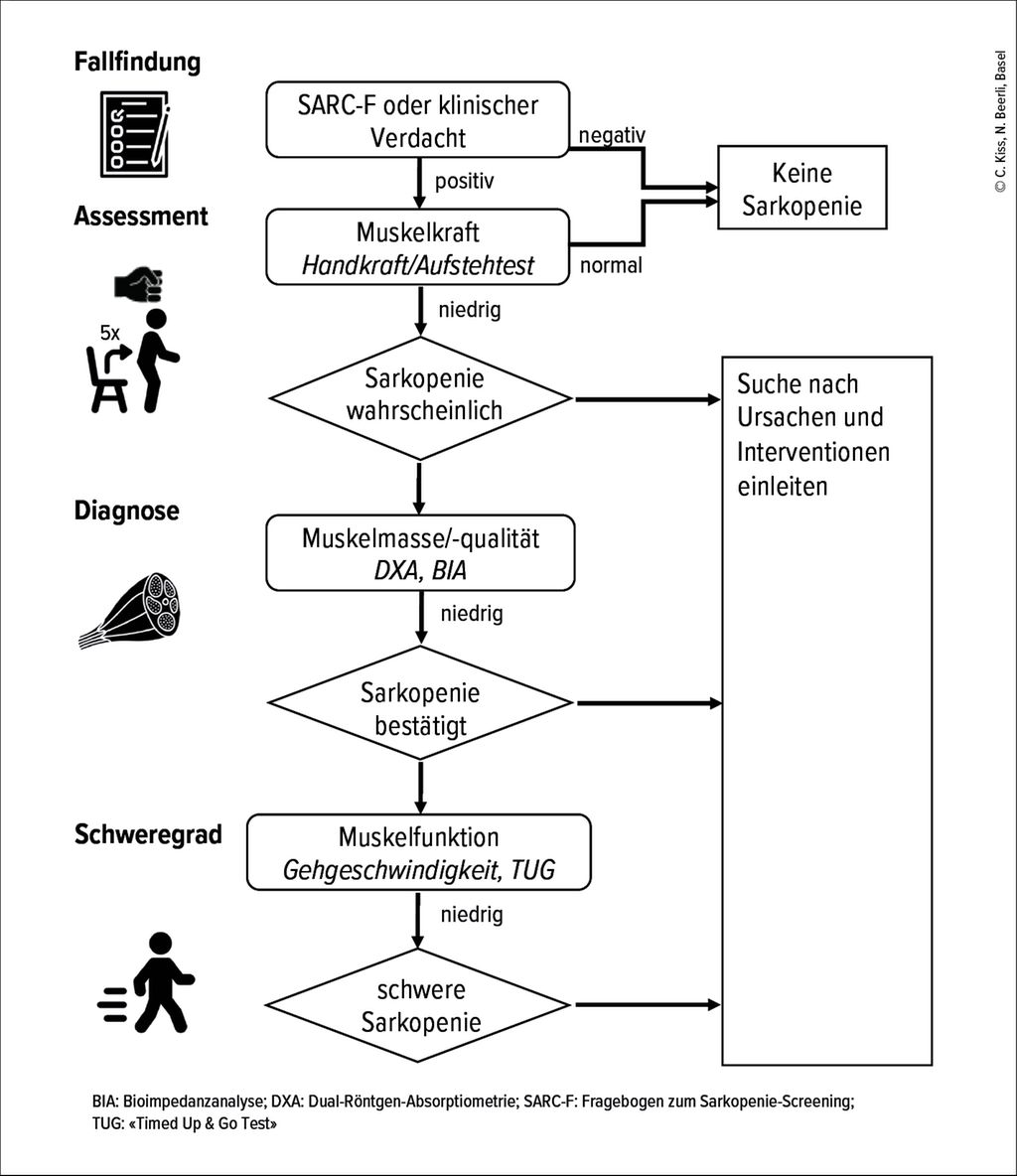 Mehr Fleisch am Knochen: Erkennung und Behandlung der Sarkopenie ...