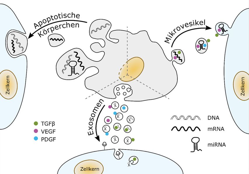 Extrazelluläre Vesikel, die Botenstoffe der Regeneration - Orthopädie ...