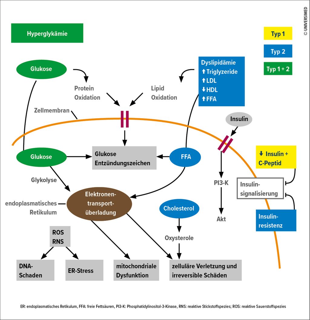 Therapie der diabetischen Polyneuropathie - Diabetologie ...