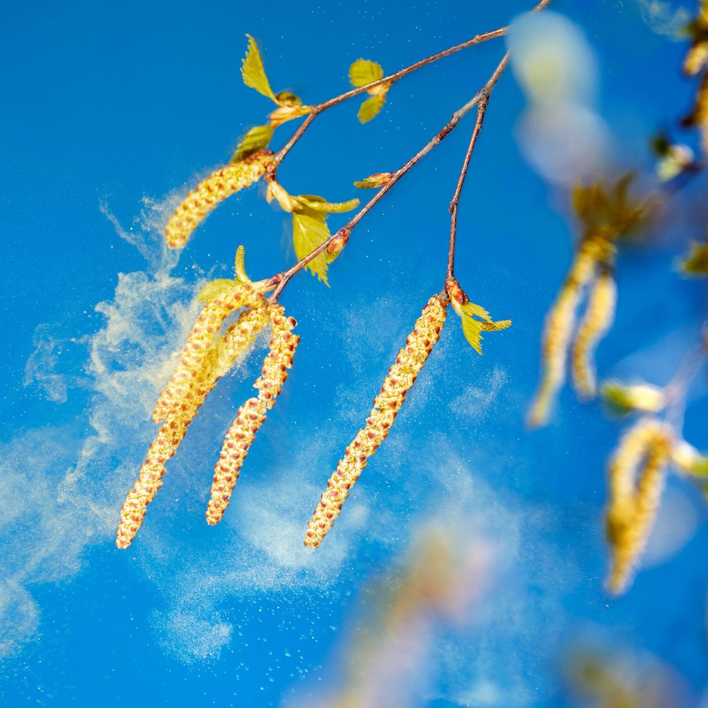 Pollensaison 2023 - Pneumologie - Universimed - Knowledge that matters