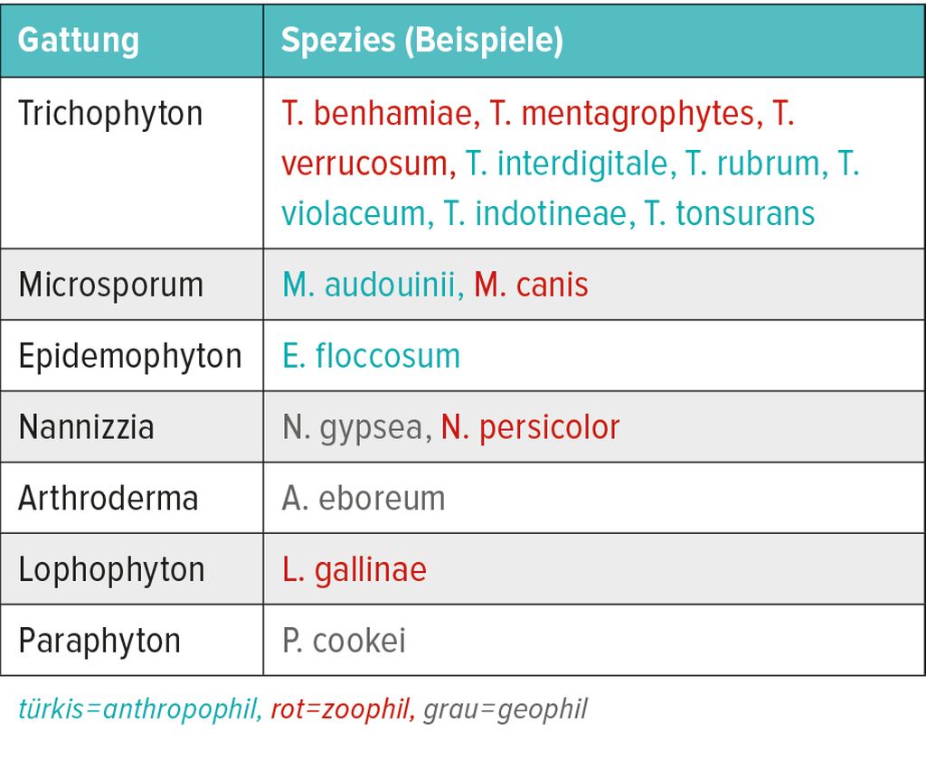 Update: Dermatophyten - Dermatologie - Universimed - Medizin im Fokus