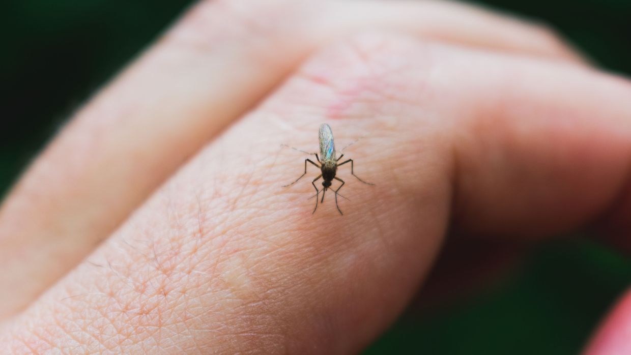 Der erste Fall von West-Nil-Fieber in der Schweiz: wann und wo ...