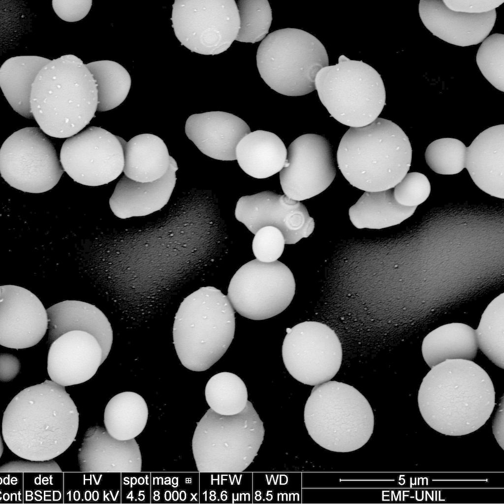 Candida Auris La Menace Fant me Medecine Interne Universimed