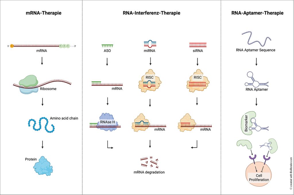 RNA-basierte Therapeutika bei kardiovaskulären Erkrankungen ...