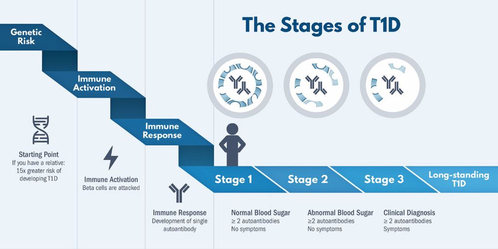 Typ-1-Diabetes: neue Stadieneinteilung - Endokrinologie & Diabetologie ...