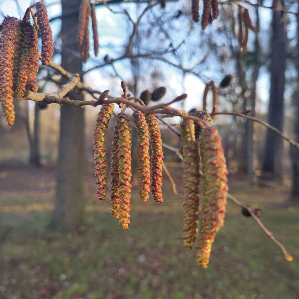 Wenn nach der Pollensaison keine Ruhe einkehrt - HNO - Universimed ...