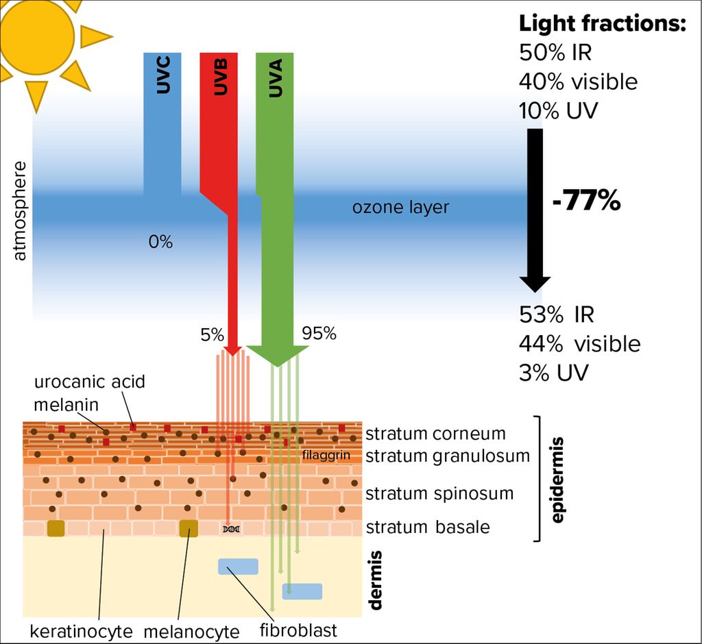 The molecular biology of sunburn - Dermatologie - Universimed - Medizin ...