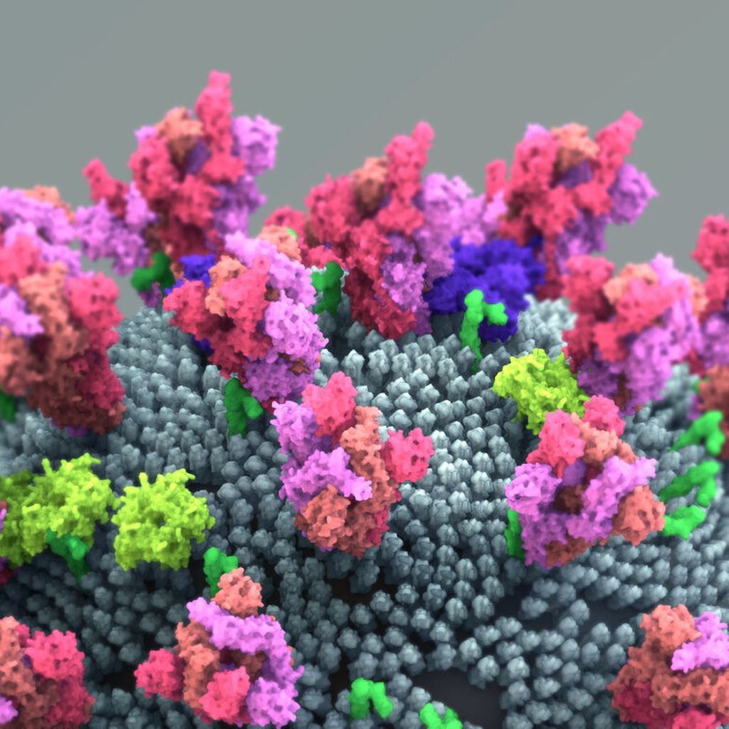 Berner CoV-2-Modell beschleunigt Forschung und Arzneientwicklung ...