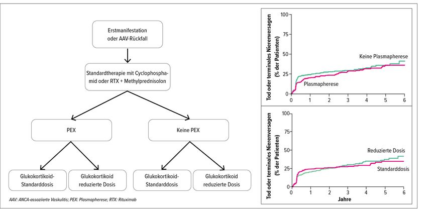 Update ANCA-Vaskulitis - Nephrologie - Universimed - Medizin im Fokus