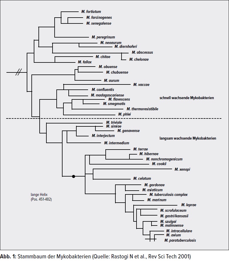 Nicht tuberkulöse Mykobakterien - Infektiologie - Universimed ...